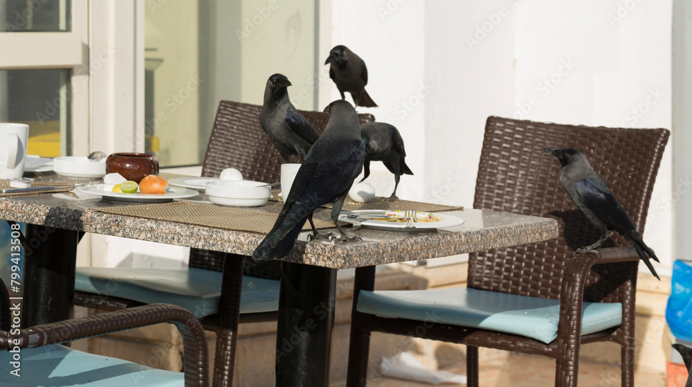 House crow (Corvus splendens), also known as the Indian, greynecked ...