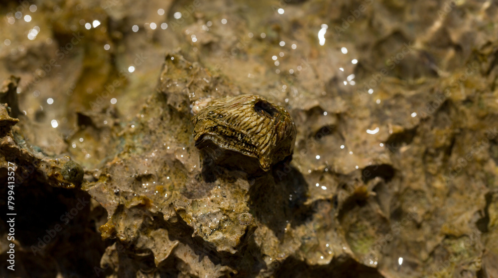 Tetraclita squamosa - Thatched barnacle. Balanus (Balanomorpha) is a ...