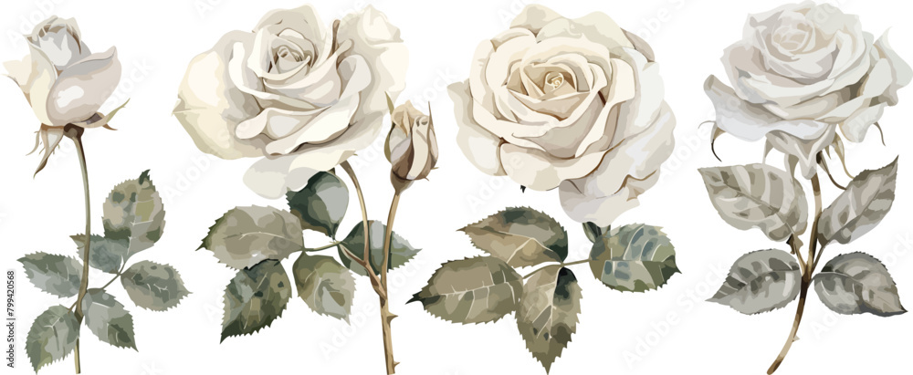 Poster Vintage white Rose flower set of blooming plant watercolor ...