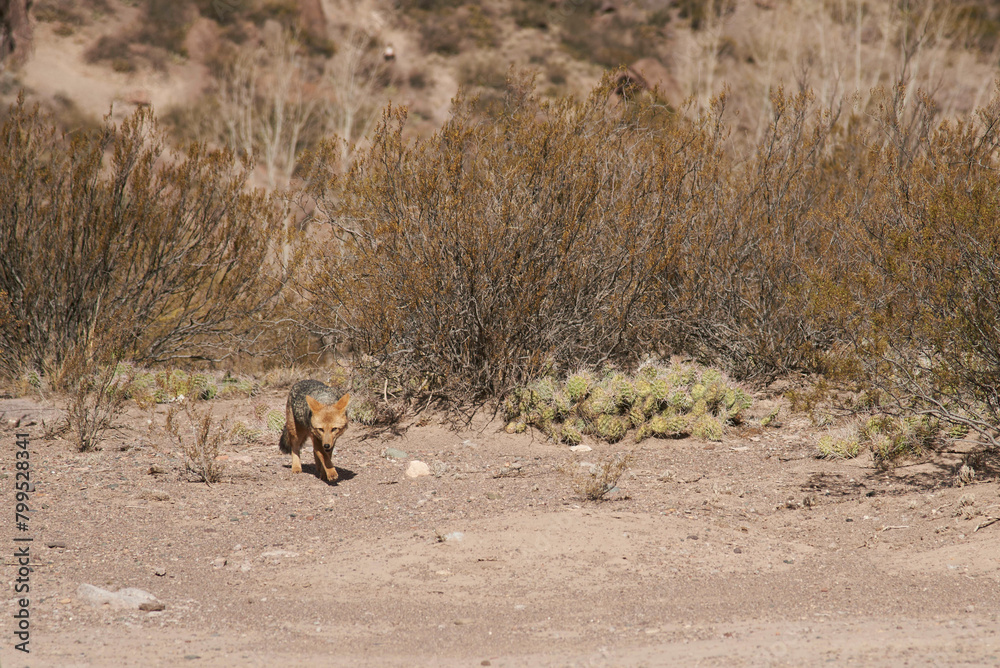 Foto de Culpeo, Lycalopex culpaeus, also known as red fox, Andean fox ...