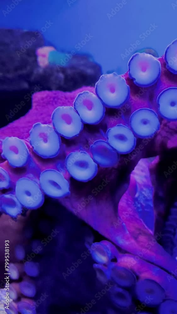 Wild octopus swimming in slow motion underwater. An octopus open arms ...