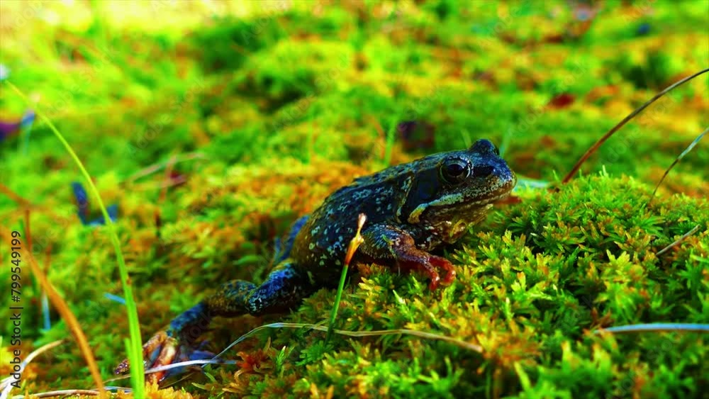 Frog crying. One European frog in water. Pelophylax lessonae calling ...