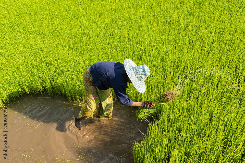 Asian woman rice farmer working and kick off the ground at green rice ...