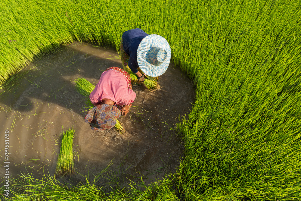 Two Asian woman rice farmer working and kick off the ground at green ...
