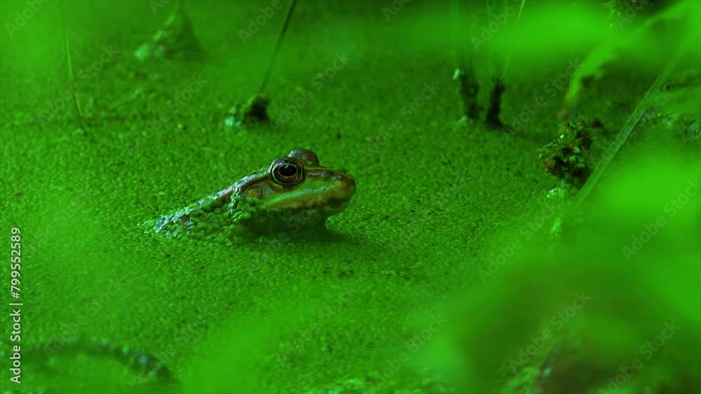 Frog crying. One European frog in water. Pelophylax lessonae calling ...