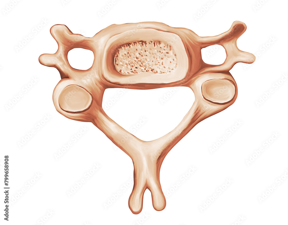 Spine - Fourth Cervical Vertebra Medical illustration 1 Stock ...