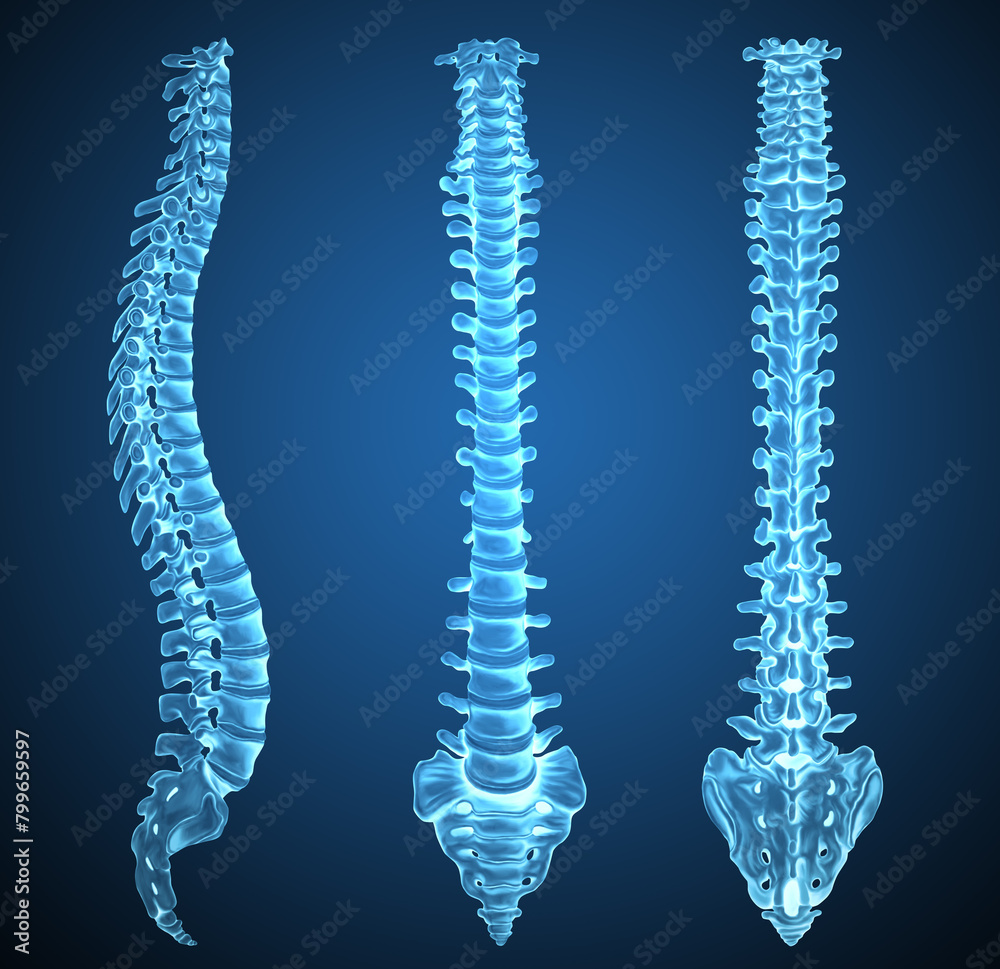Spine Anatomy Medical illustration X-ray Stock Illustration | Adobe Stock