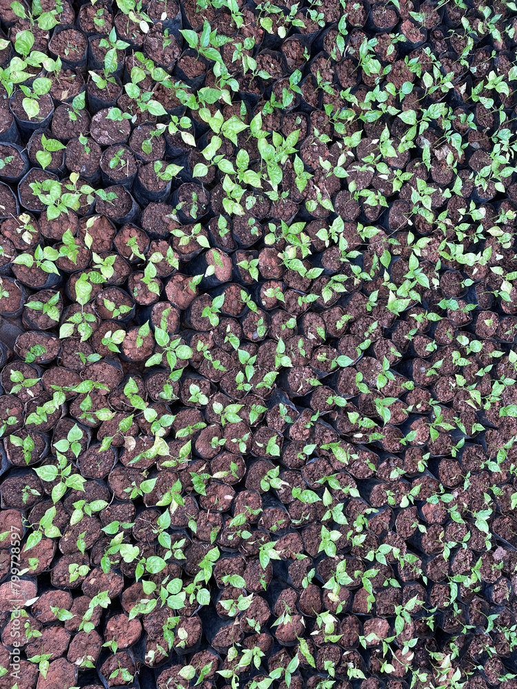 Saplings are young trees that are more mature than a seedling but is ...