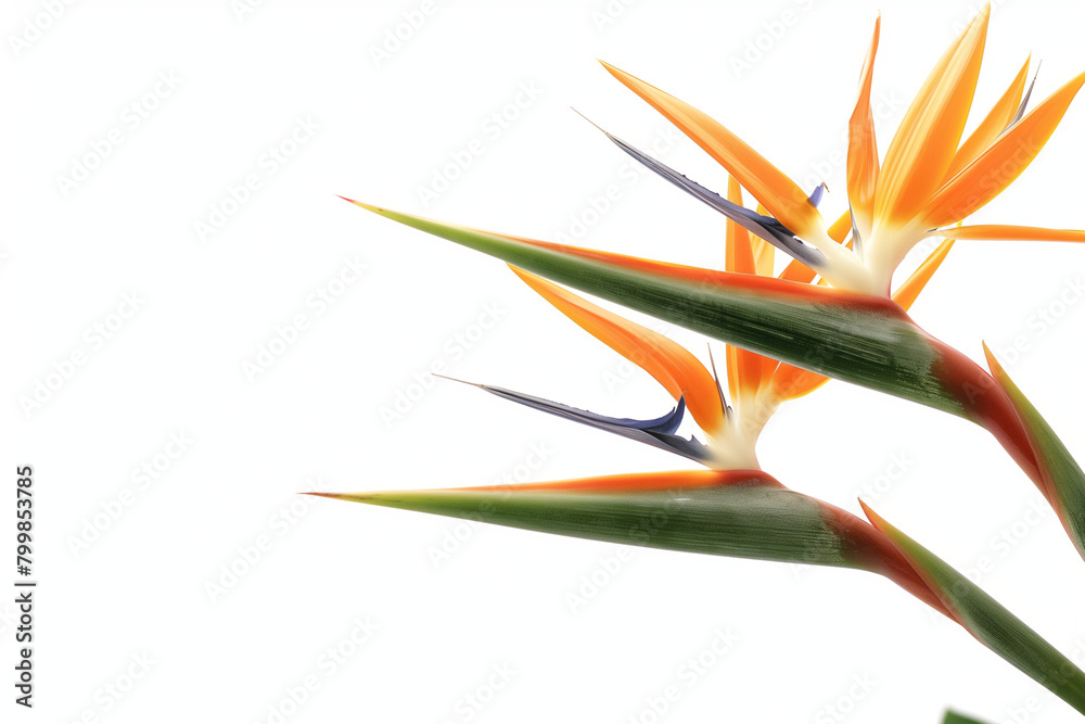 striking photo of the Strelitzia birds of paradise, a rare and ...