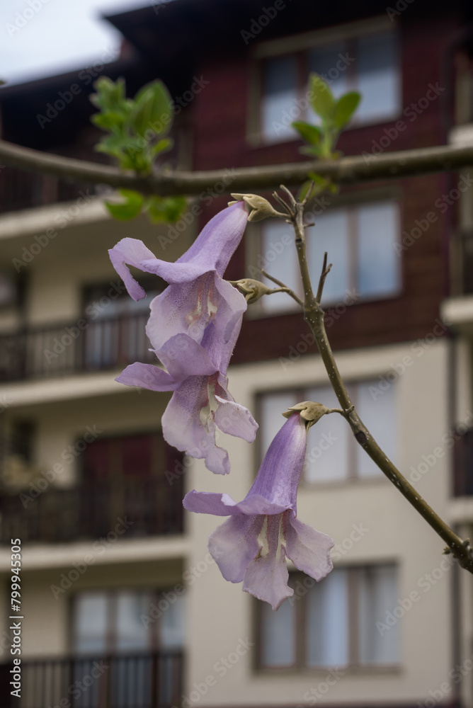 Paulownia tree Flowers of paulownia tomentosa in the courtyard of the ...