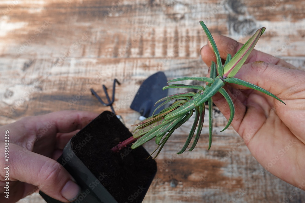 man's hand holding mole plant. Euphorbia lathyris in pot ready for ...