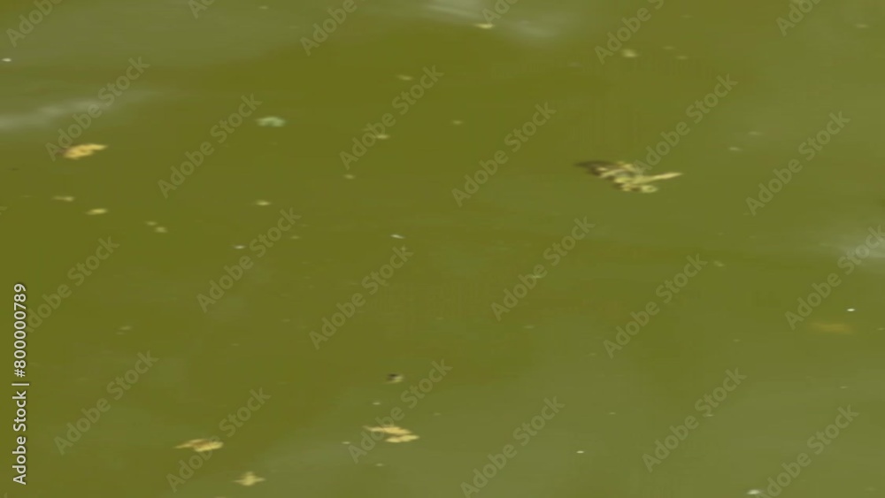 Floating Algae Bloom on the Water Surface of the river Seine; Blooms ...