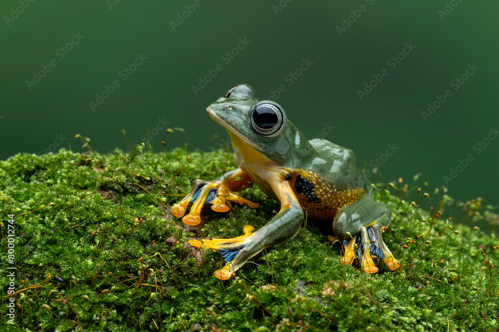 Green Flying frog (Rachophorus reinwardtii) native to Java, Indonesia ...