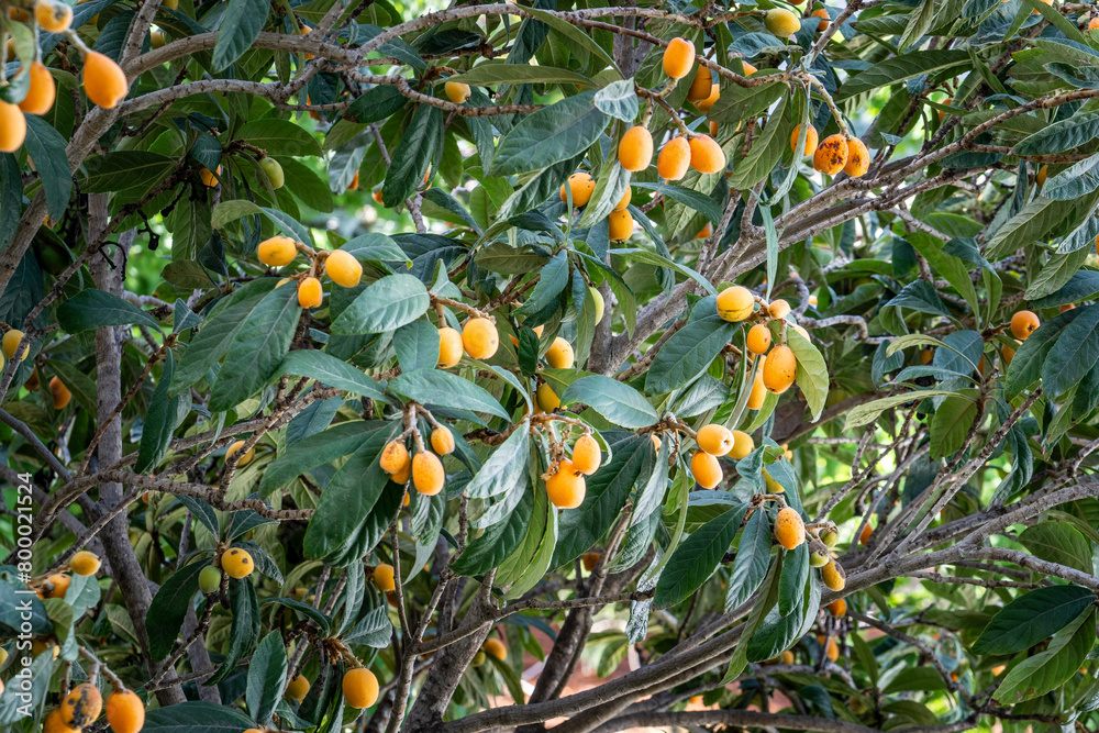Eriobotrya japonica (Biwa, Malta eriği) on the tree. Eriobotrya is a ...