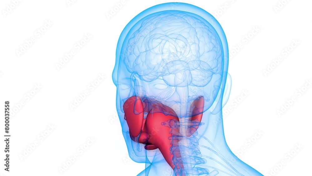 Human Glands Salivary Glands Anatomy Animation Concept 素材庫影片 | Adobe Stock