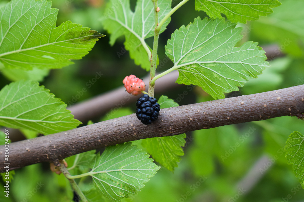 Selective focus.Morus alba, known as white mulberry, common mulberry ...