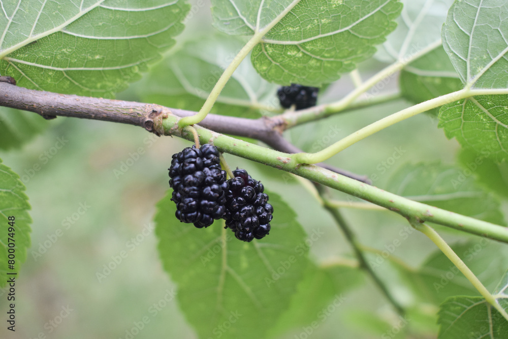 Selective focus.Morus alba, known as white mulberry, common mulberry ...