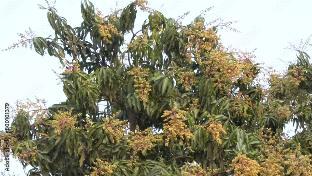Mango tree in flower. The mango bouquet or mango flower is blooming ...