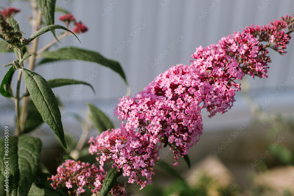 Beautiful buddleja blooming in cottage garden. Close up of pink ...