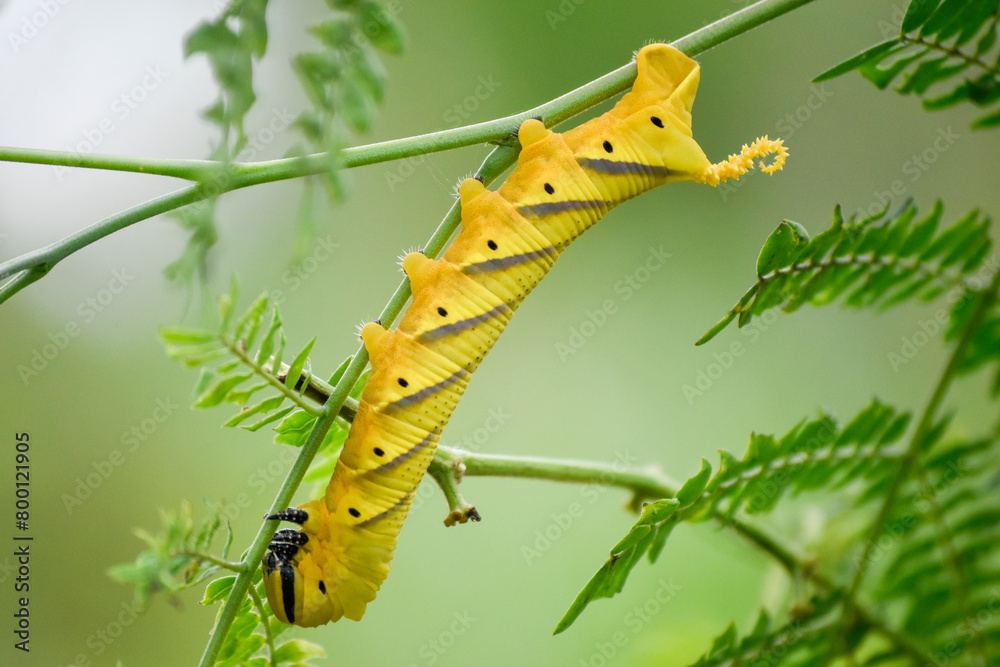 The huge African death's head hawkmoth caterpillar. A butterfly ...