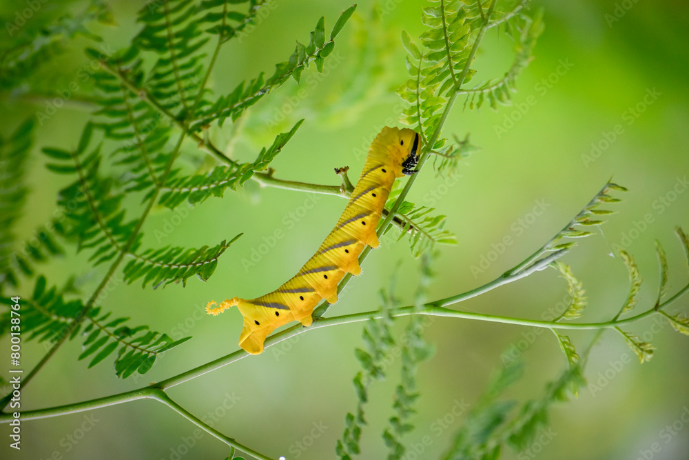 The huge African death's head hawkmoth caterpillar. A butterfly ...