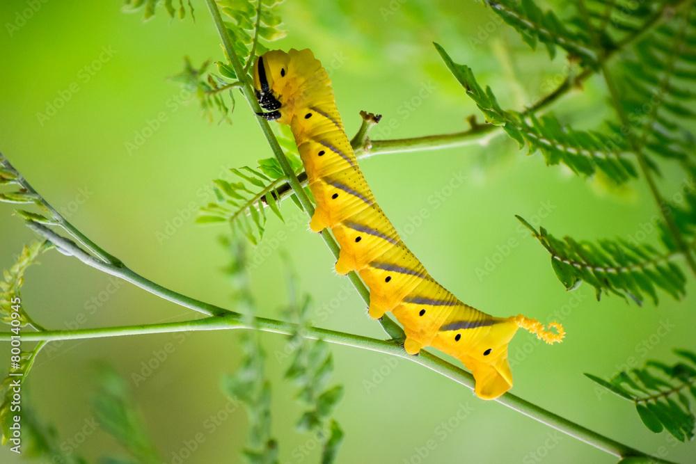 The huge African death's head hawkmoth caterpillar. A butterfly ...