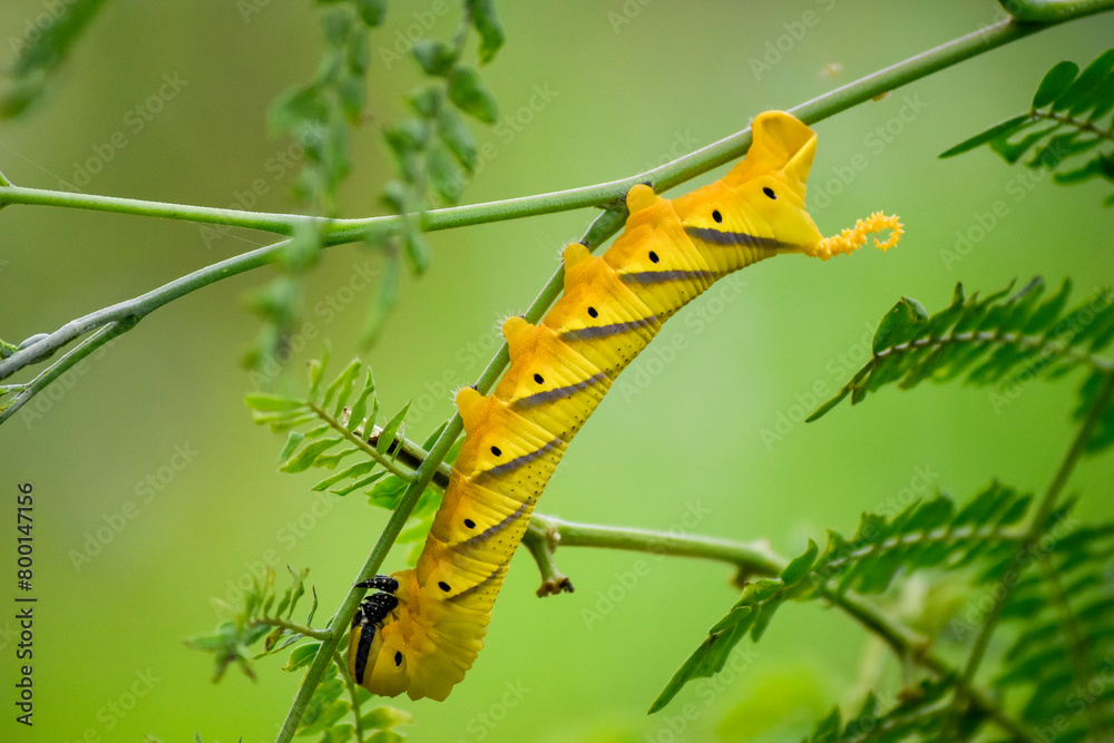 The huge African death's head hawkmoth caterpillar. A butterfly ...