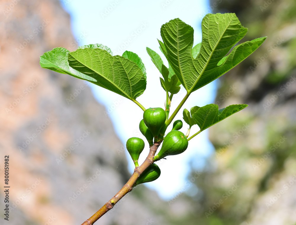 pianta di fico selvatico in primavera con i primi fichi che crescono ...