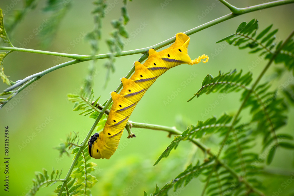 The huge African death's head hawkmoth caterpillar. A butterfly ...