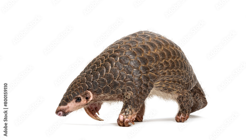 Full side view of a single ten months old Chinese pangolin, Manis ...