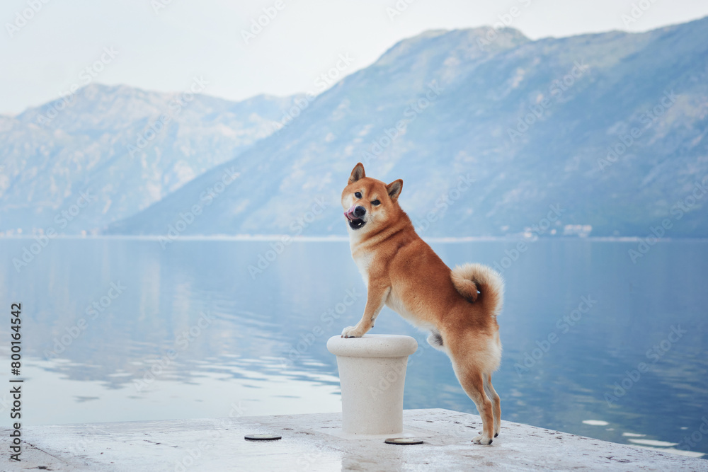 A Shiba Inu dog stands majestically on a pedestal, overlooking a lake ...
