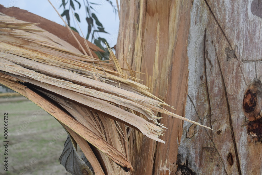 A tree branch is splintered and shredded after a severe storm hit an ...