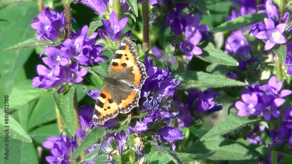 Butterfly Small tortoiseshell, Aglais urticae on violet flowers of ...