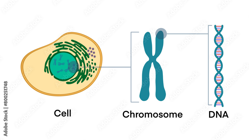 Photo & Art Print From Gene to DNA and Chromosome in cell structure ...