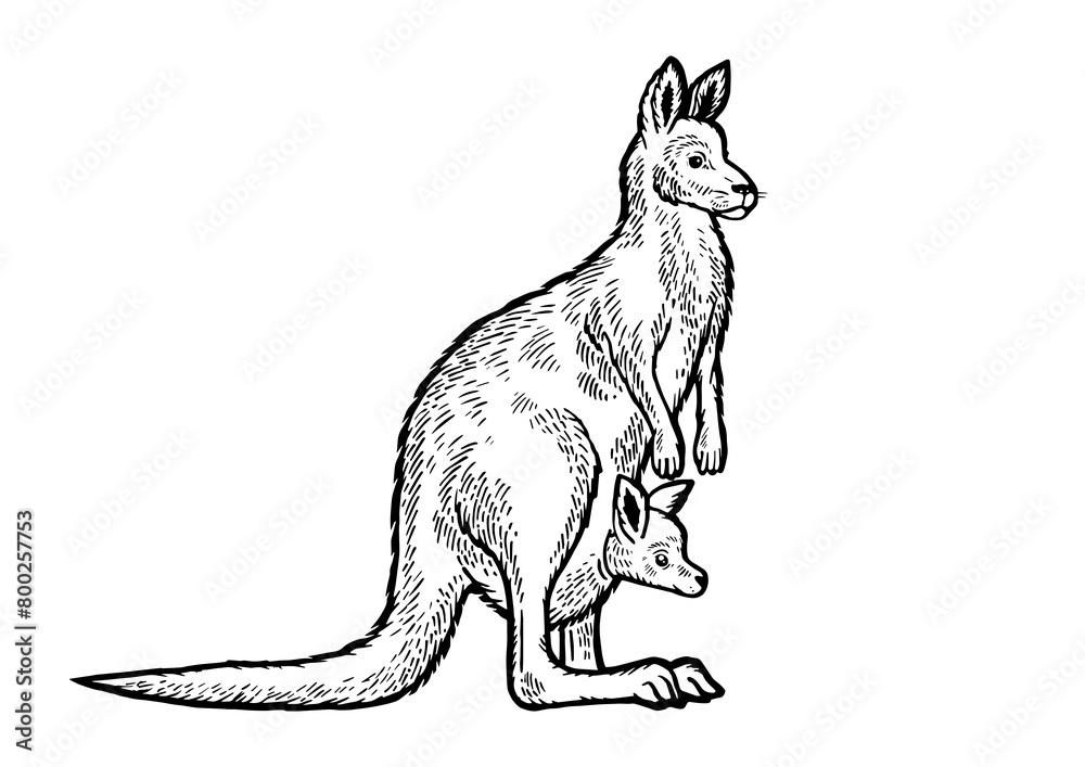 Kangaroo with baby cub in kangaroo pouch animal sketch engraving PNG ...
