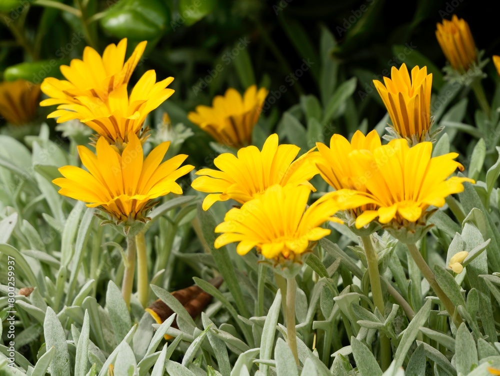 Yellow flowers of treasure flower (Gazania rigens, syn. G. splendens ...