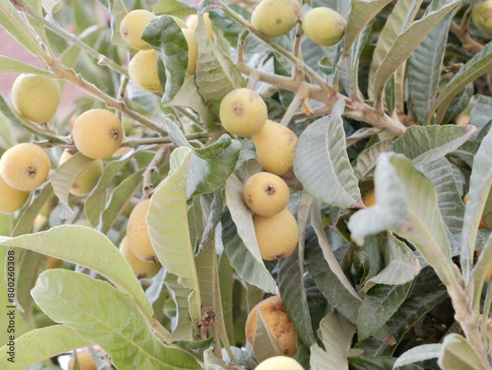 Green and ripening fruits of loquat (Eriobotrya japonica) or biwa ...