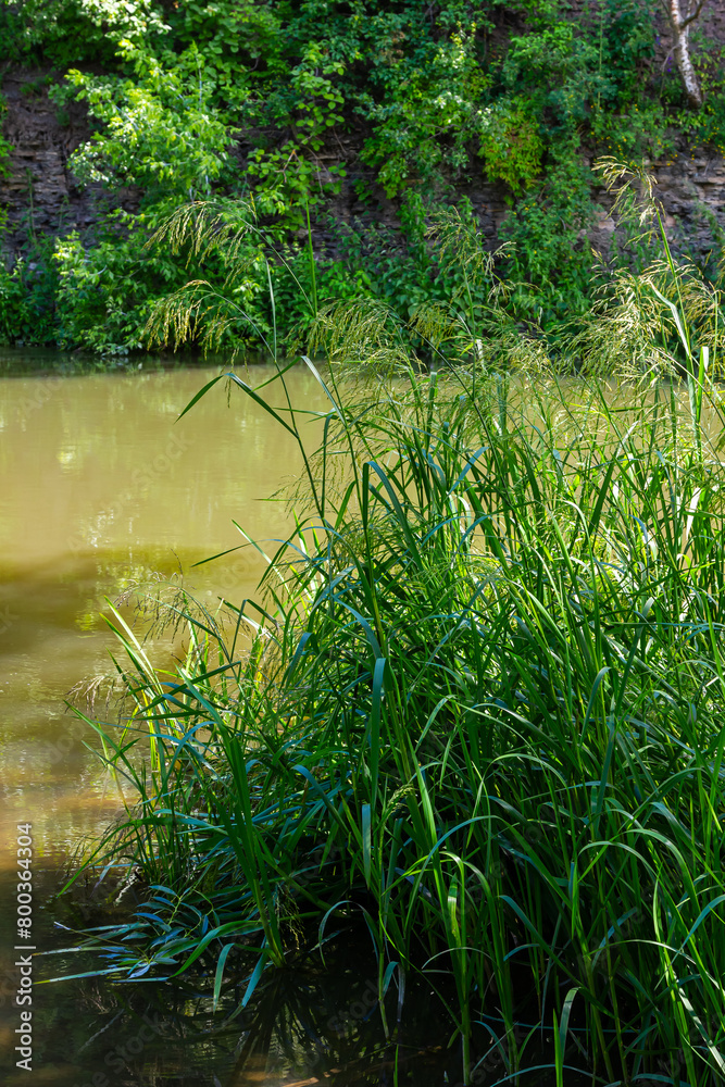 Glyceria maxima, commonly known as great manna grass, reed mannagrass ...