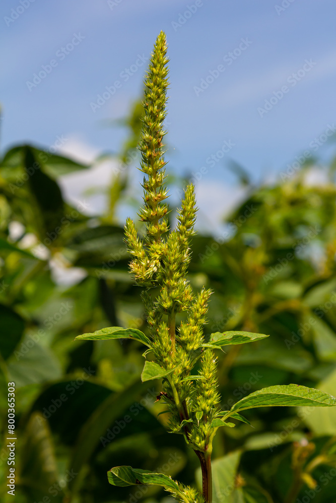 Green amaranth Amaranthus hybridus in flower. Plant in the family ...
