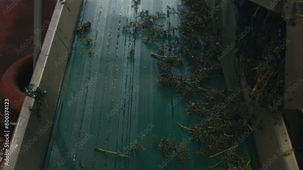 Grape berry processing conveyor line at the wine manufacturing plant ...