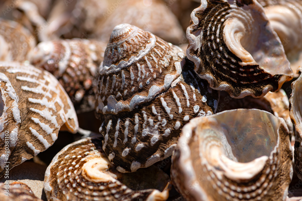 Wavy turban snail (Megastraea undosa) a sea snail or marine gastropod ...