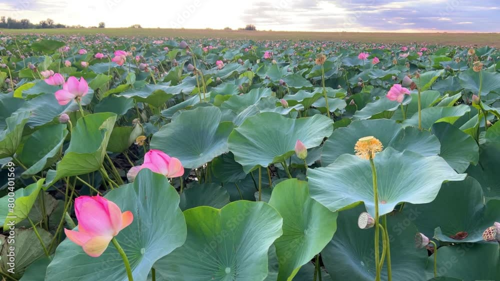 Summer pond with lotuses in Astrakhan. Natural leaf flowers. Blooming ...