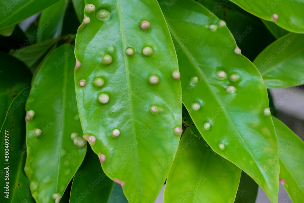 detailed photo of galls on water apple leaves. macro photo of plant ...