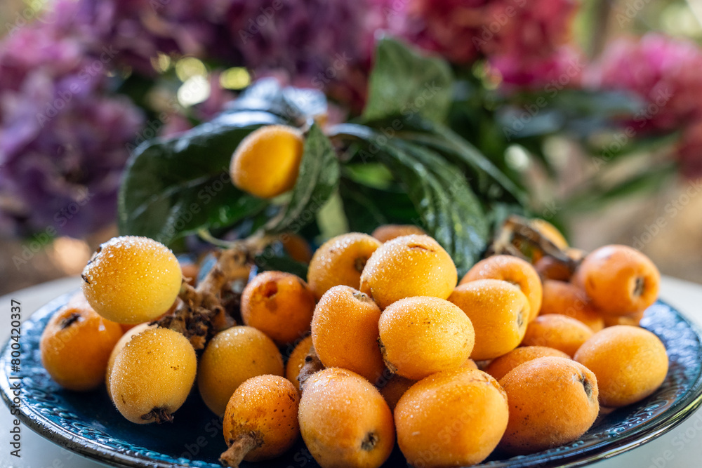 Organic fruit of loquat - Eriobotrya japonica (Biwa, Malta eriği, Yeni ...