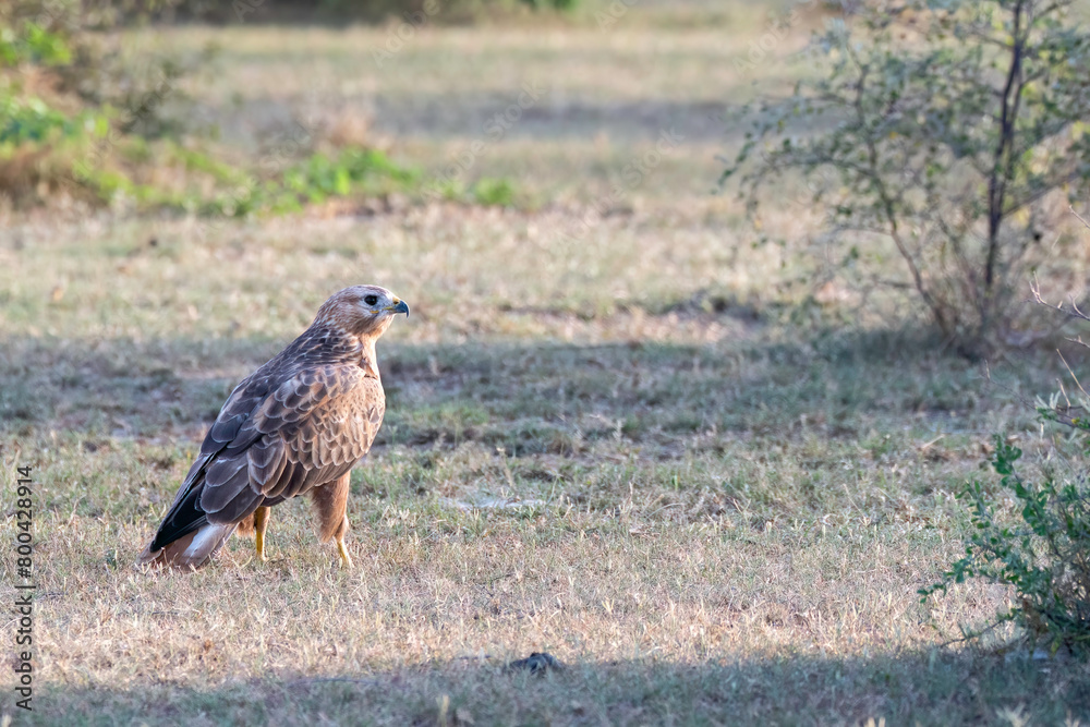 A long-legged buzzard hunting and feeding on spiny tailed lizard in the ...