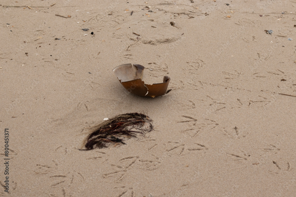 This cracked piece of horseshoe crab shell lay on its back in the sand ...
