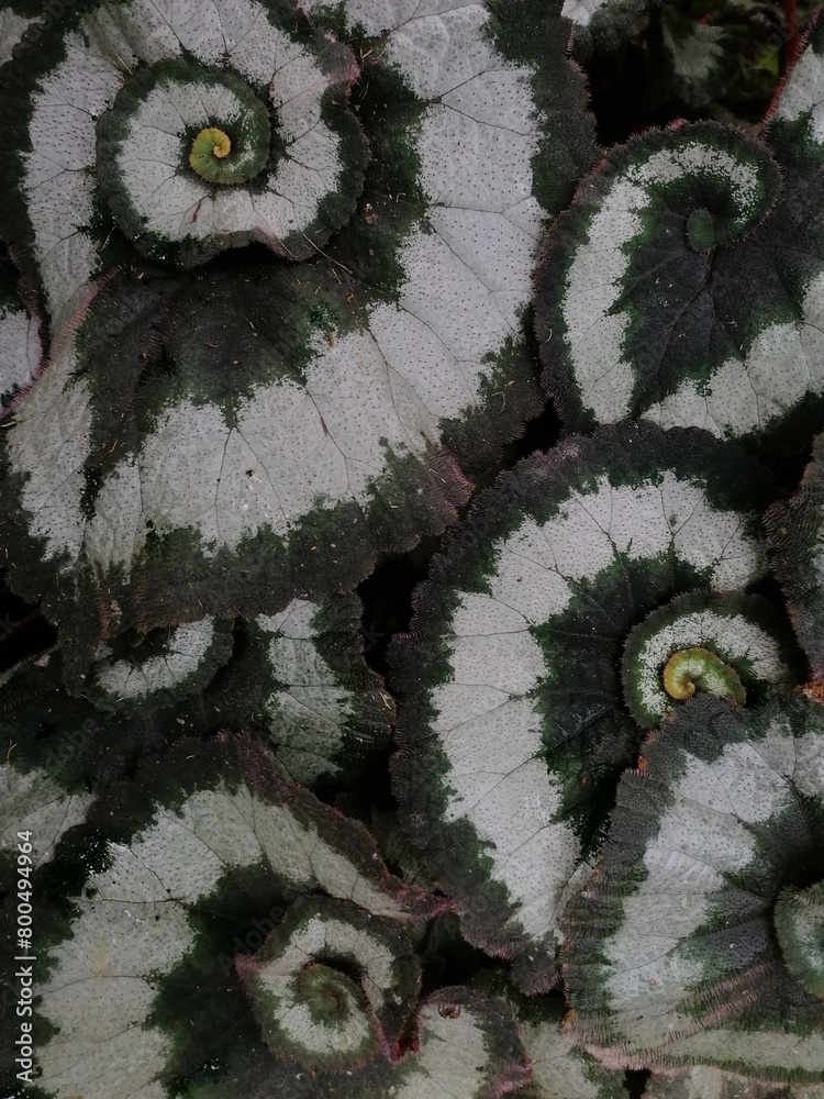 Beautiful swirling leaves of Bergonia Escargot plant photographed in a ...
