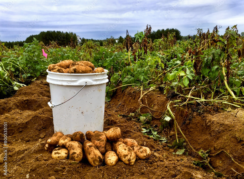 Five gallon bucket filled with potatoes in a potato plot in a field ...