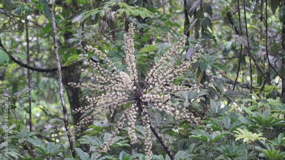 Schefflera digitata (the patē, seven-finger, umbrella tree, patē ...