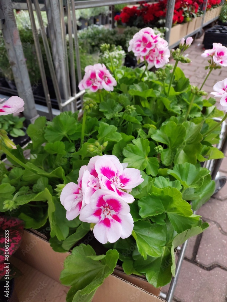 Asortyment w sklepie ogrodniczym - kwiaty i krzewy Stock Photo | Adobe ...